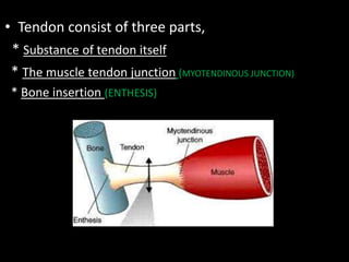 Tendon | PPTX