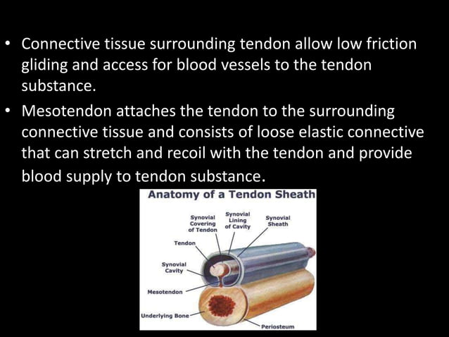Tendon | PPTX | Bone and Joint Conditions | Diseases and Conditions
