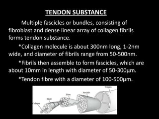 Tendon | PPTX