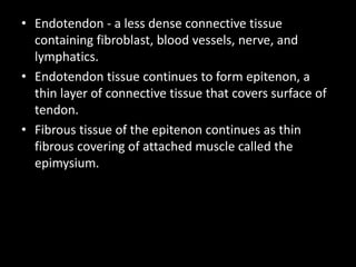 Tendon | PPTX