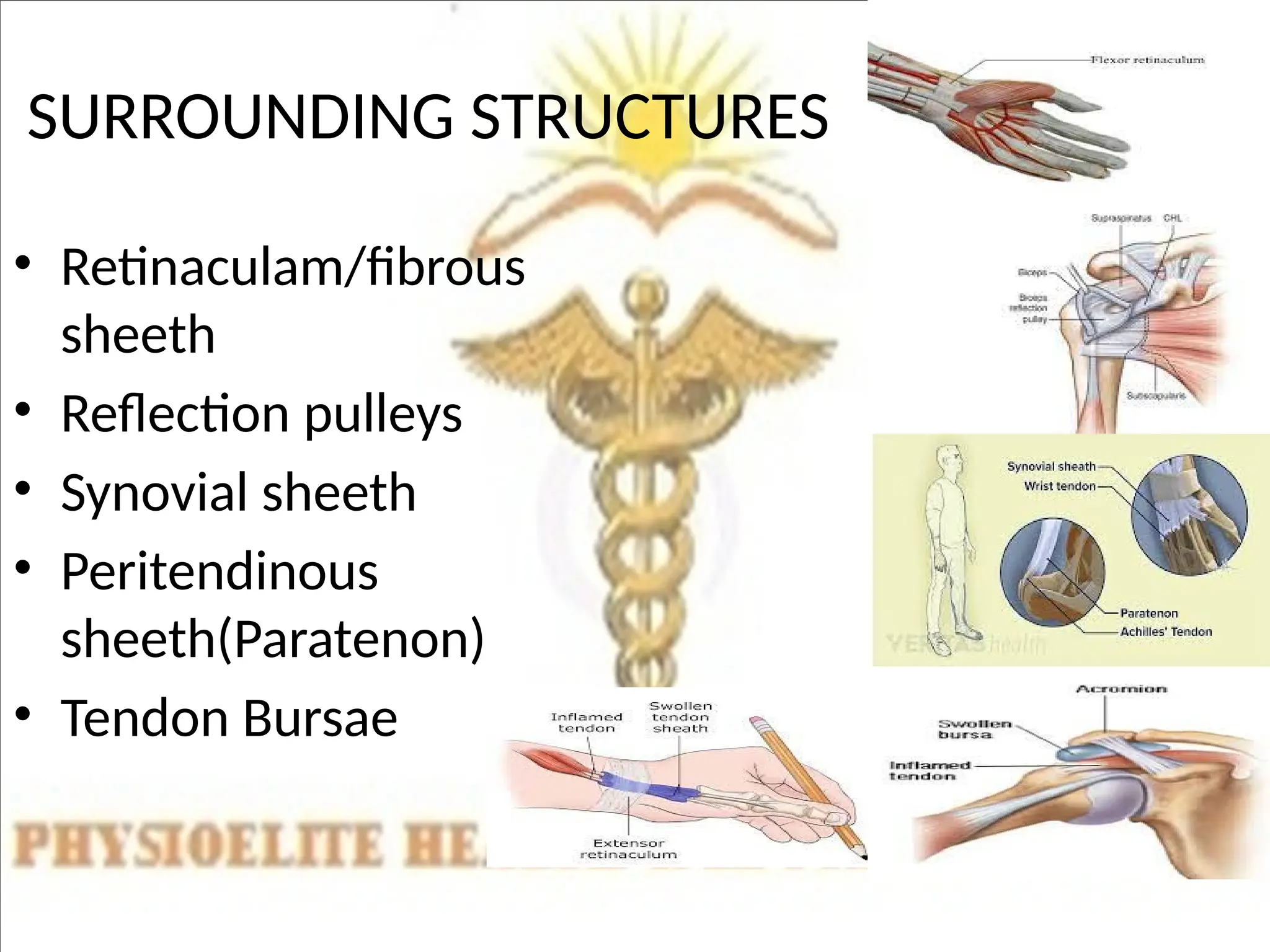 TENDON.pptx Know about tendon, and components of tendon, tendon injury ...
