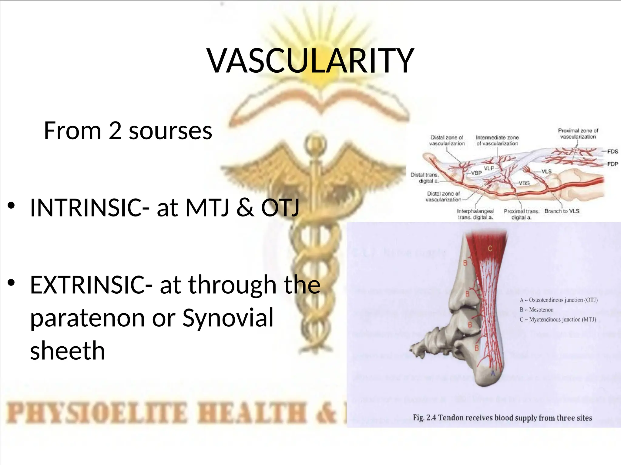 TENDON.pptx Know about tendon, and components of tendon, tendon injury ...