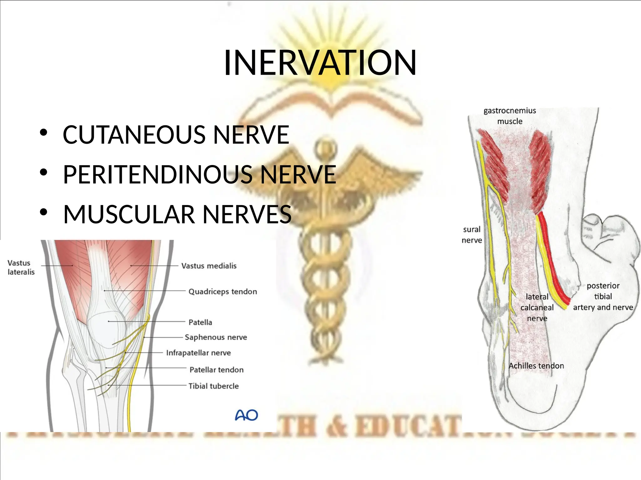 TENDON.pptx Know about tendon, and components of tendon, tendon injury and treatment anatomy ...