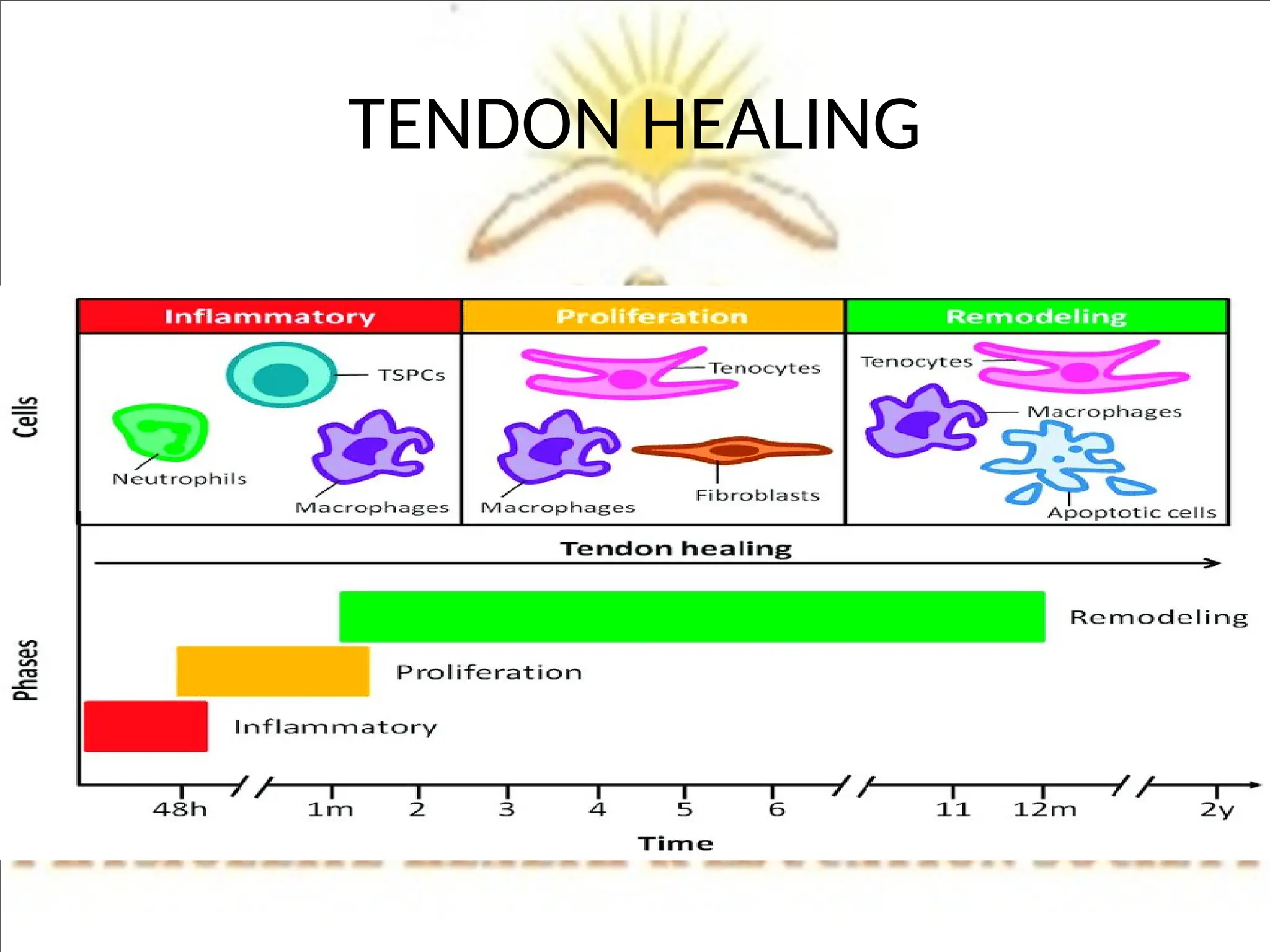 TENDON.pptx Know about tendon, and components of tendon, tendon injury and treatment anatomy ...