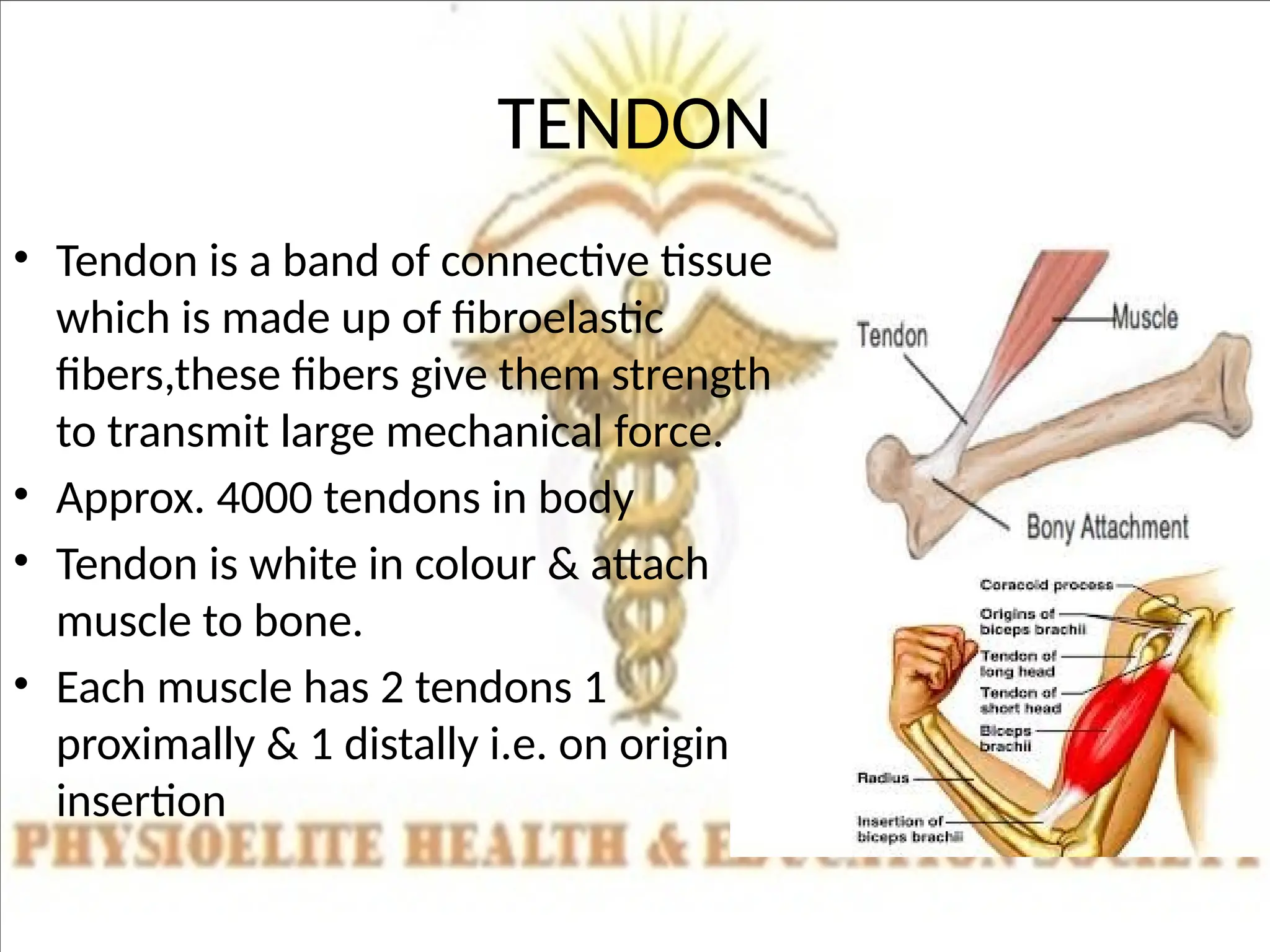 TENDON.pptx Know about tendon, and components of tendon, tendon injury ...