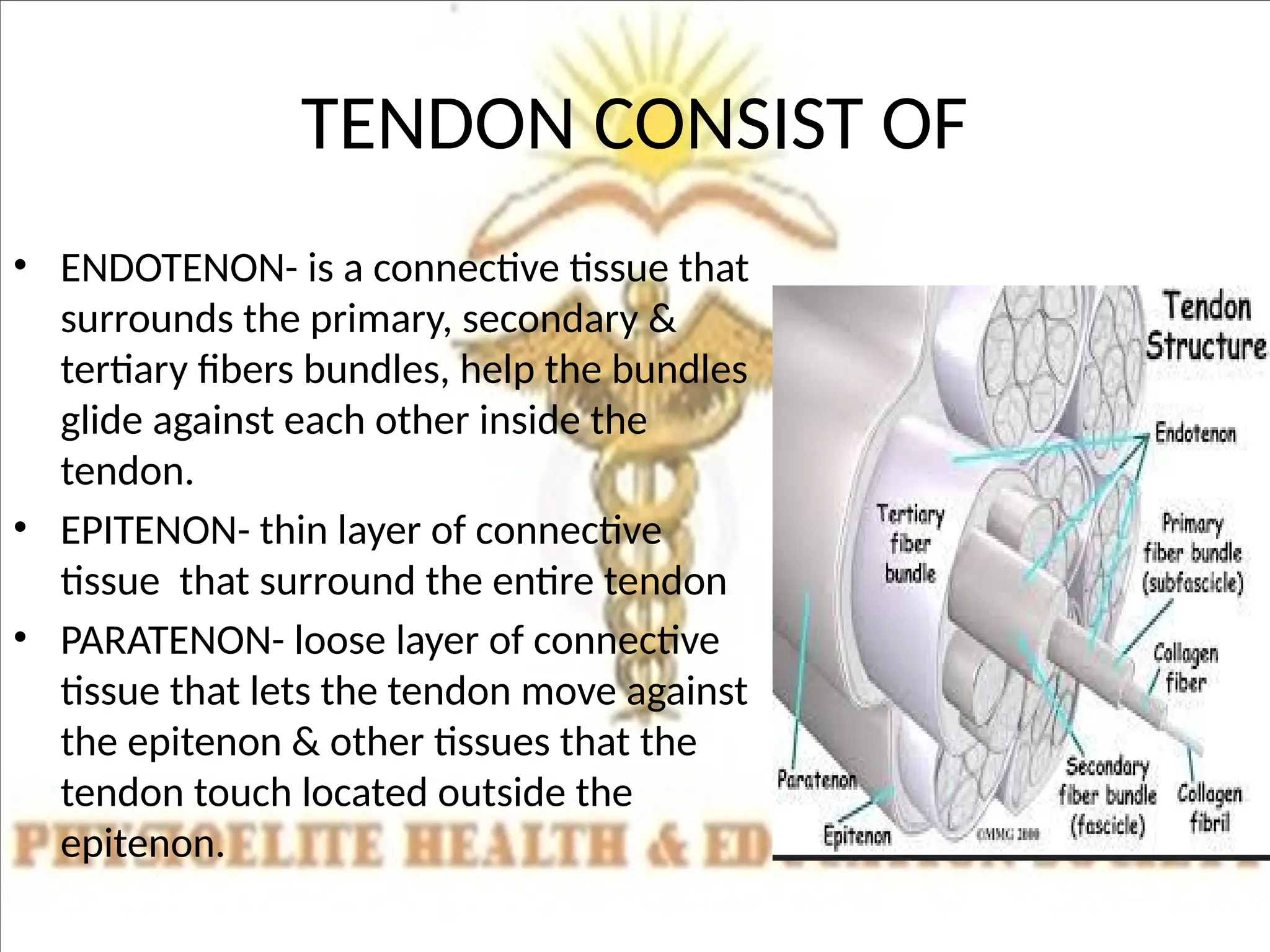 TENDON.pptx Know about tendon, and components of tendon, tendon injury ...