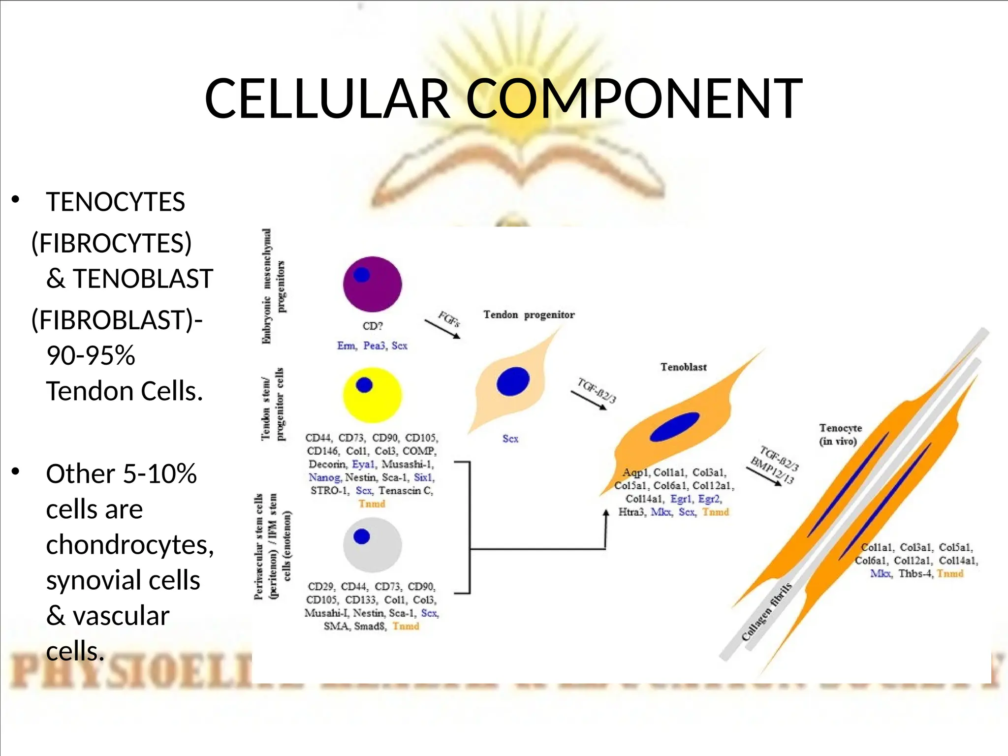 TENDON.pptx Know about tendon, and components of tendon, tendon injury ...