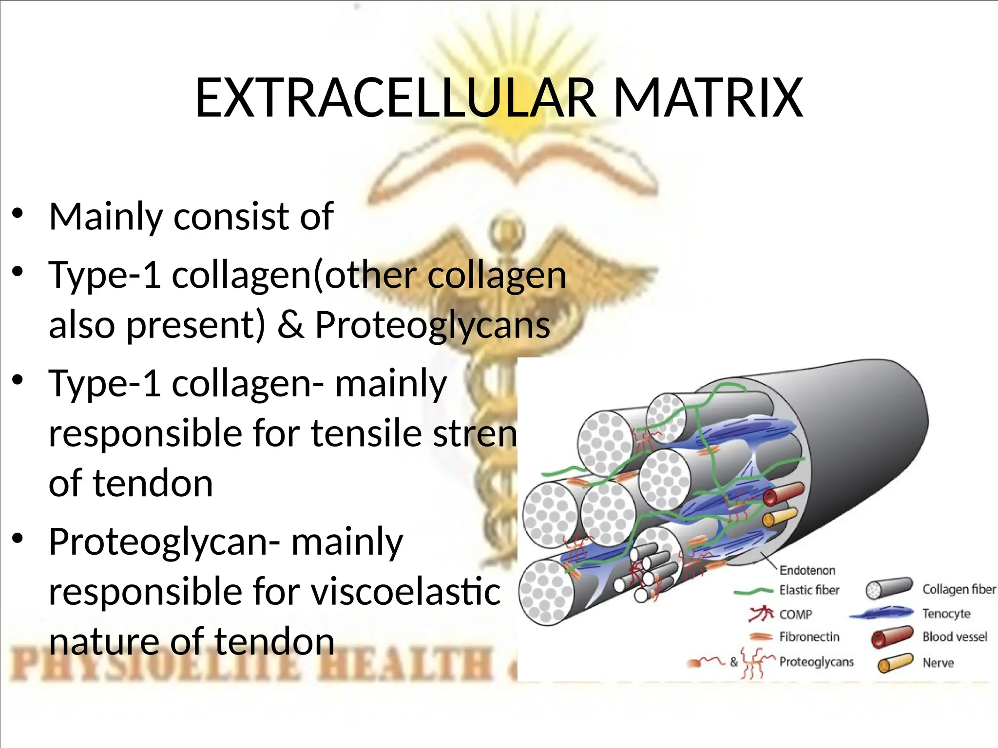 TENDON.pptx Know about tendon, and components of tendon, tendon injury ...