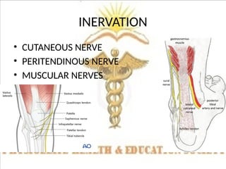 TENDON.pptx Know about tendon, and components of tendon, tendon injury ...
