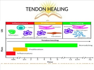 TENDON.pptx Know about tendon, and components of tendon, tendon injury ...