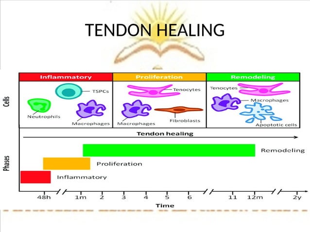 TENDON.pptx Know about tendon, and components of tendon, tendon injury ...