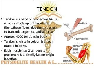 TENDON.pptx Know about tendon, and components of tendon, tendon injury ...