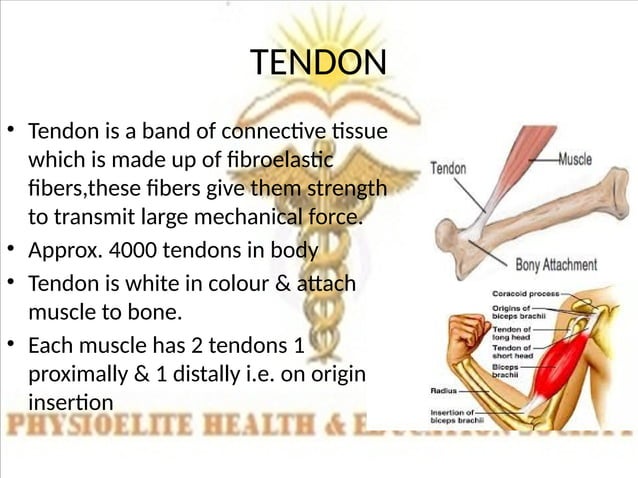 TENDON.pptx Know about tendon, and components of tendon, tendon injury ...