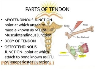 TENDON.pptx Know about tendon, and components of tendon, tendon injury ...