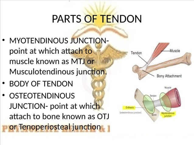 TENDON.pptx Know about tendon, and components of tendon, tendon injury ...