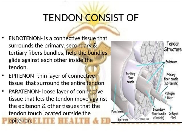 TENDON.pptx Know about tendon, and components of tendon, tendon injury ...