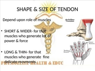TENDON.pptx Know about tendon, and components of tendon, tendon injury ...