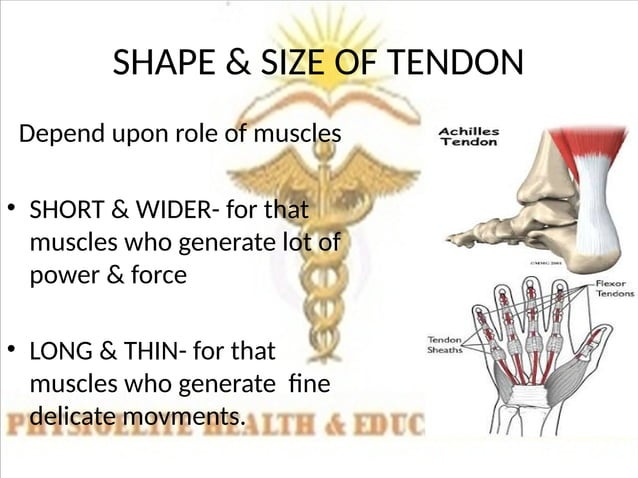 TENDON.pptx Know about tendon, and components of tendon, tendon injury ...