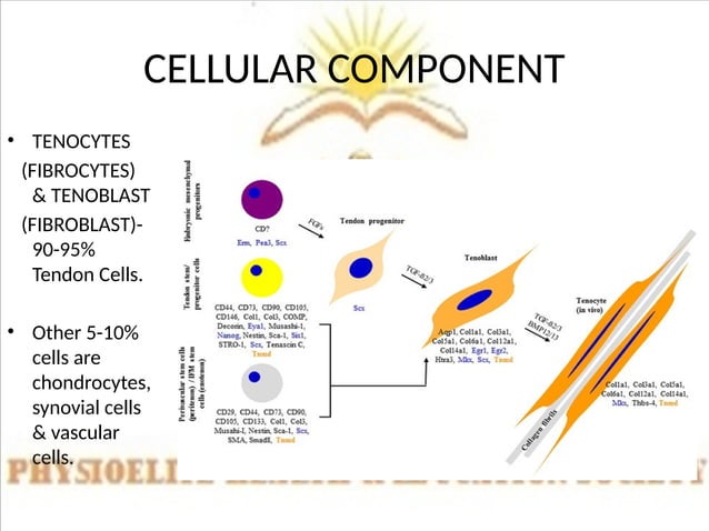 TENDON.pptx Know about tendon, and components of tendon, tendon injury ...