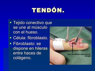 Tendon 07 Nervioso | PPT