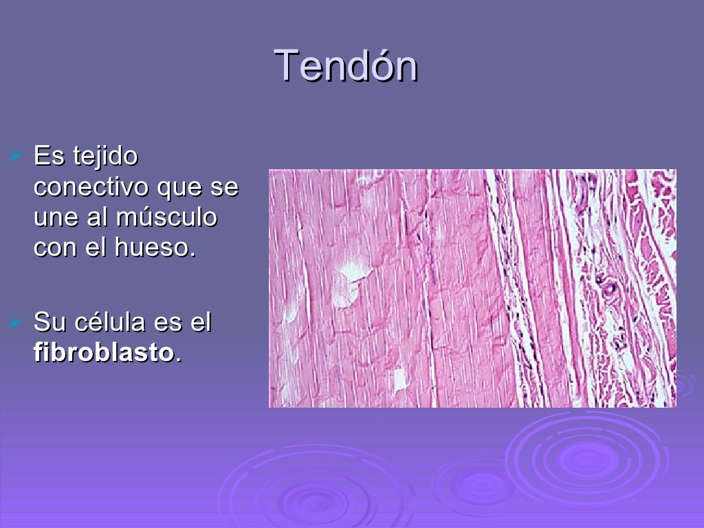 Tendon 2