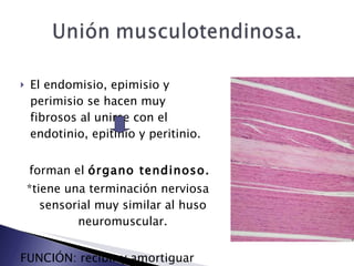 Tendon 3 | PPT