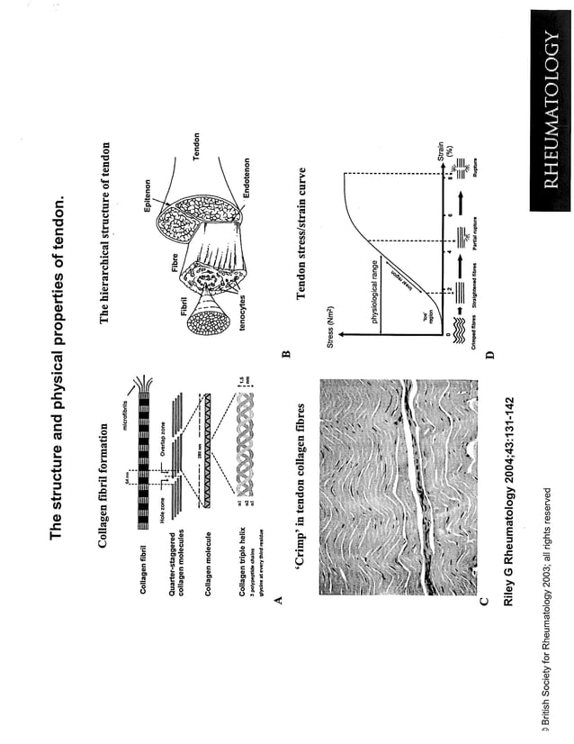 Tendon anatomy diagram | PDF