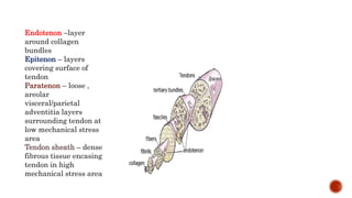 Tendon and ligament healing | PPTX