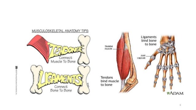 Tendon and ligament injureies