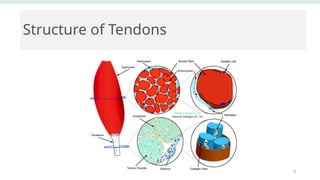 Tendon and Ligaments Structure Presentation | PPTX