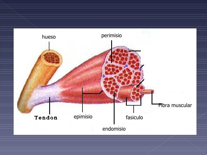 Tendon E