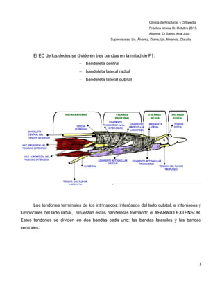 Lesiones de tendones extensores. Tratamiento y rehabilitación | PDF