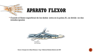 TENDONES EXTENSORES Y FLEXORES MANO.pptx