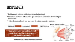 TENDONES EXTENSORES Y FLEXORES MANO.pptx