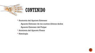 TENDONES EXTENSORES Y FLEXORES MANO.pptx