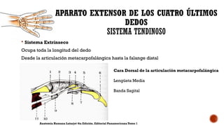 TENDONES EXTENSORES Y FLEXORES MANO.pptx
