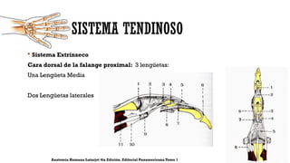 TENDONES EXTENSORES Y FLEXORES MANO.pptx