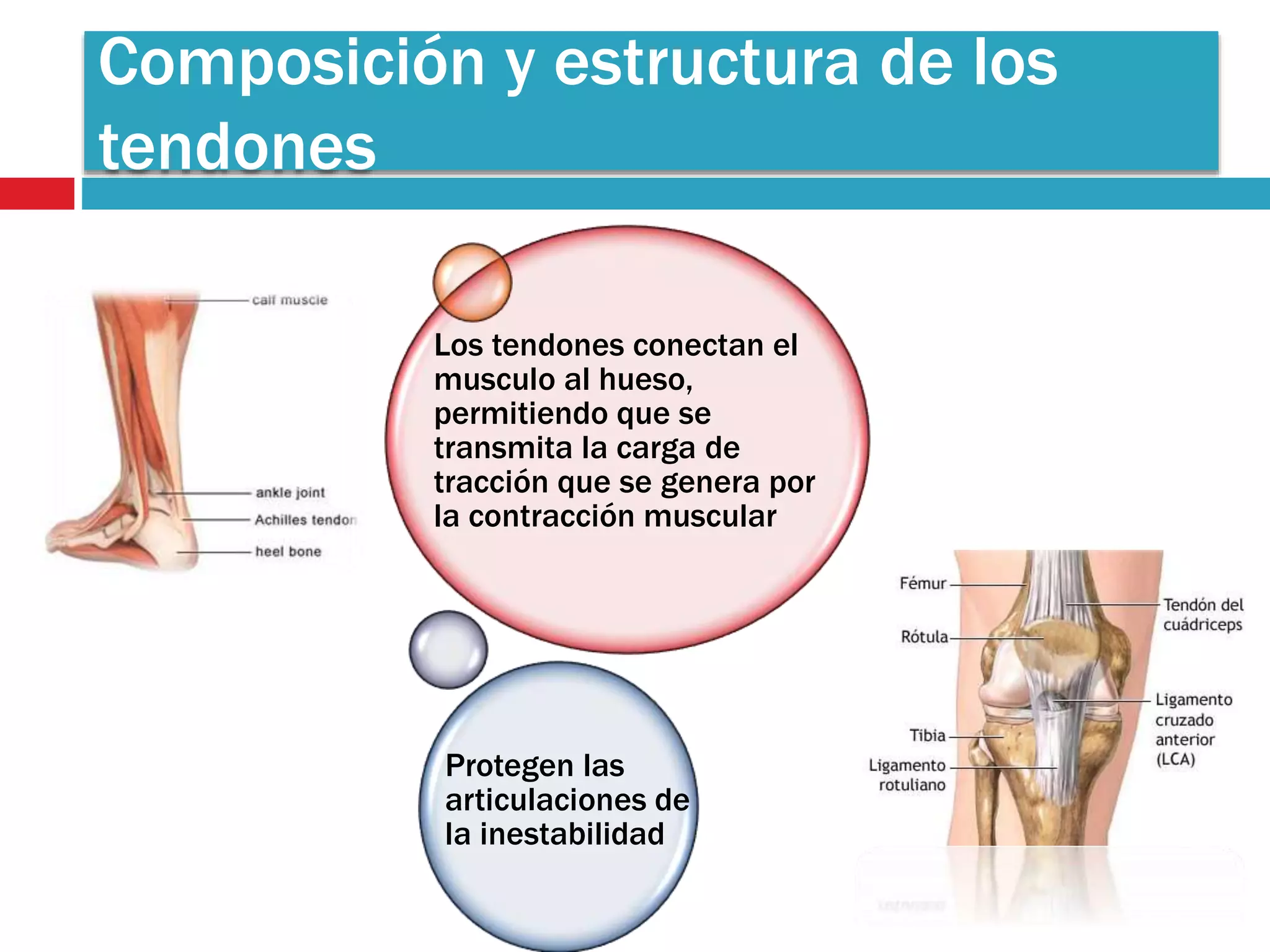 Anatomía De Los Tendones