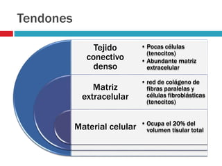 Tendones y ligamentos | PPTX