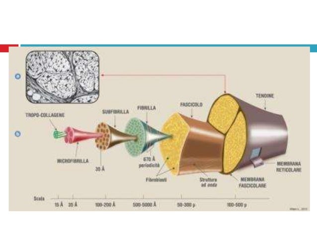 Tendones y ligamentos