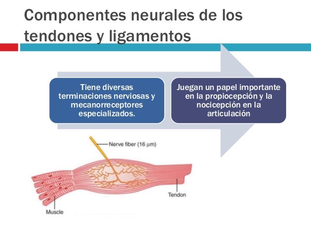 Tendones y ligamentos