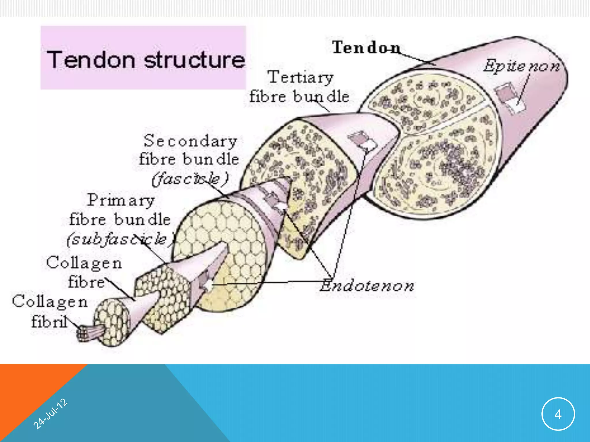 Tendon healing | PPTX