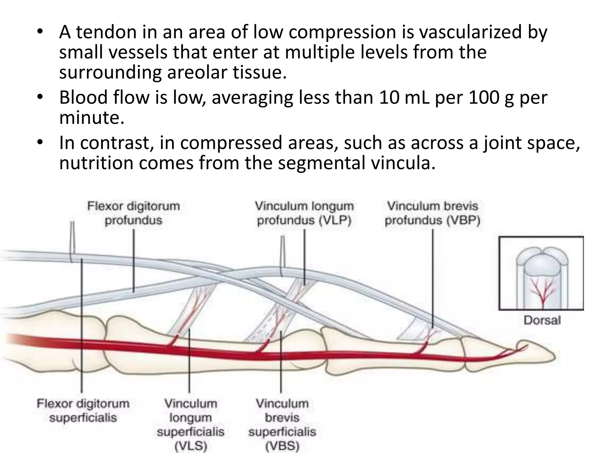 Tendon healing and tendon grafting | PPTX