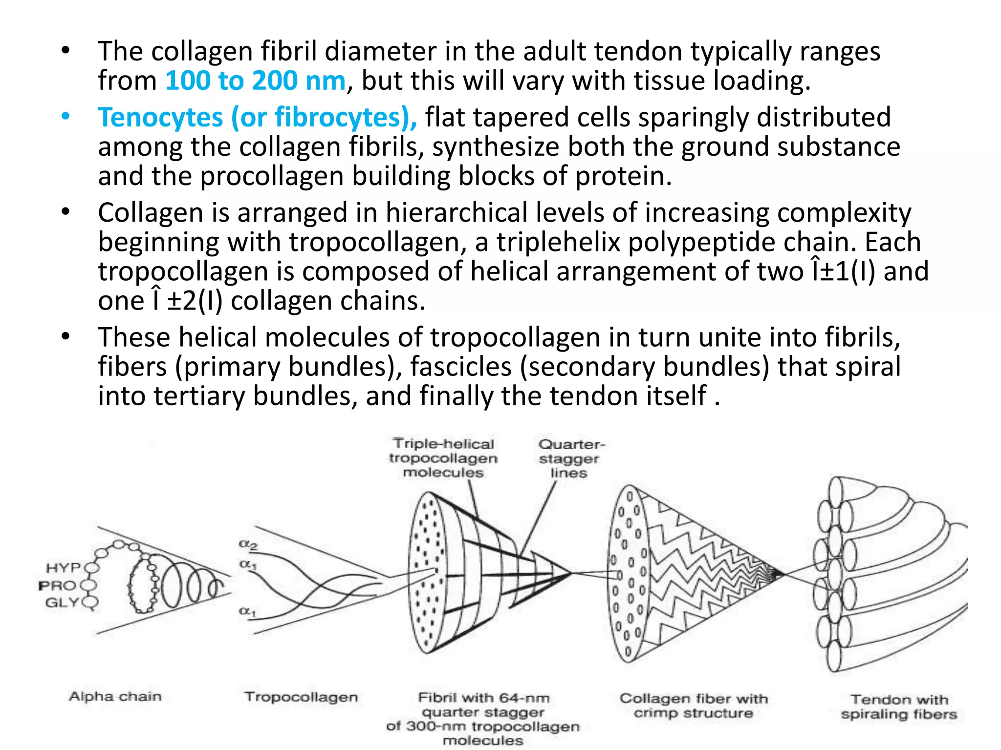 Tendon healing and tendon grafting | PPTX