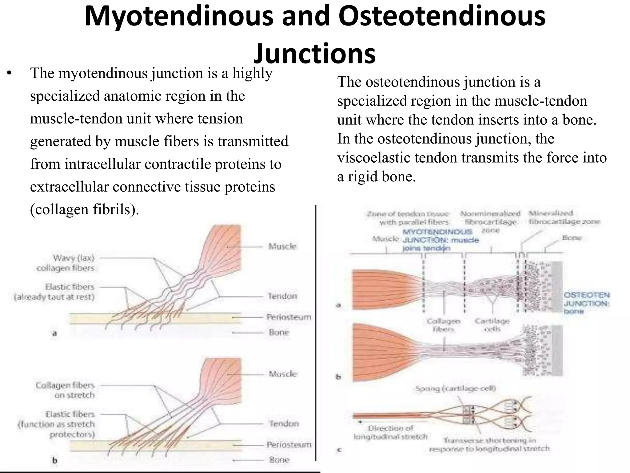 Tendon healing and tendon grafting | PPTX