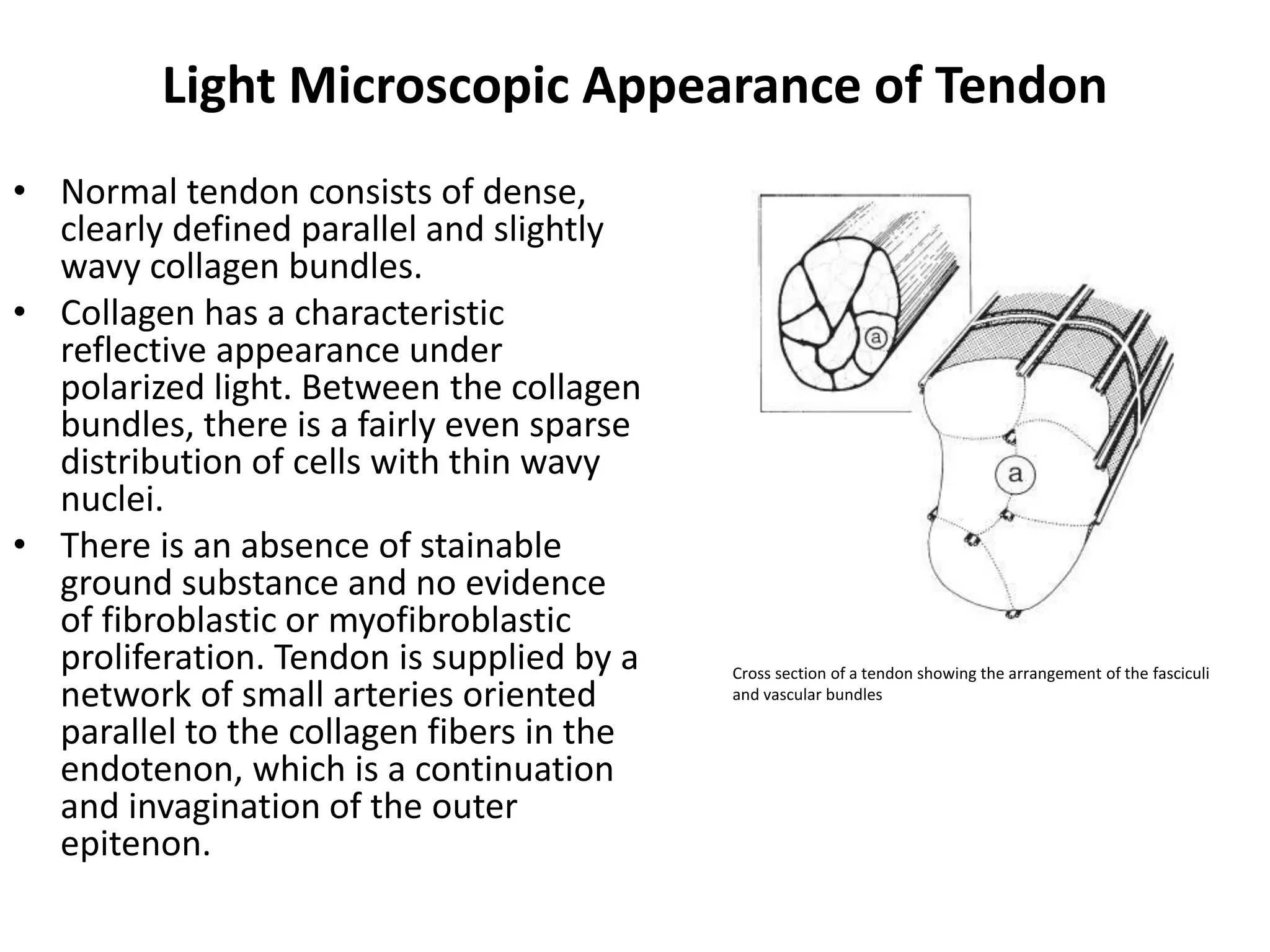 Tendon healing and tendon grafting | PPTX