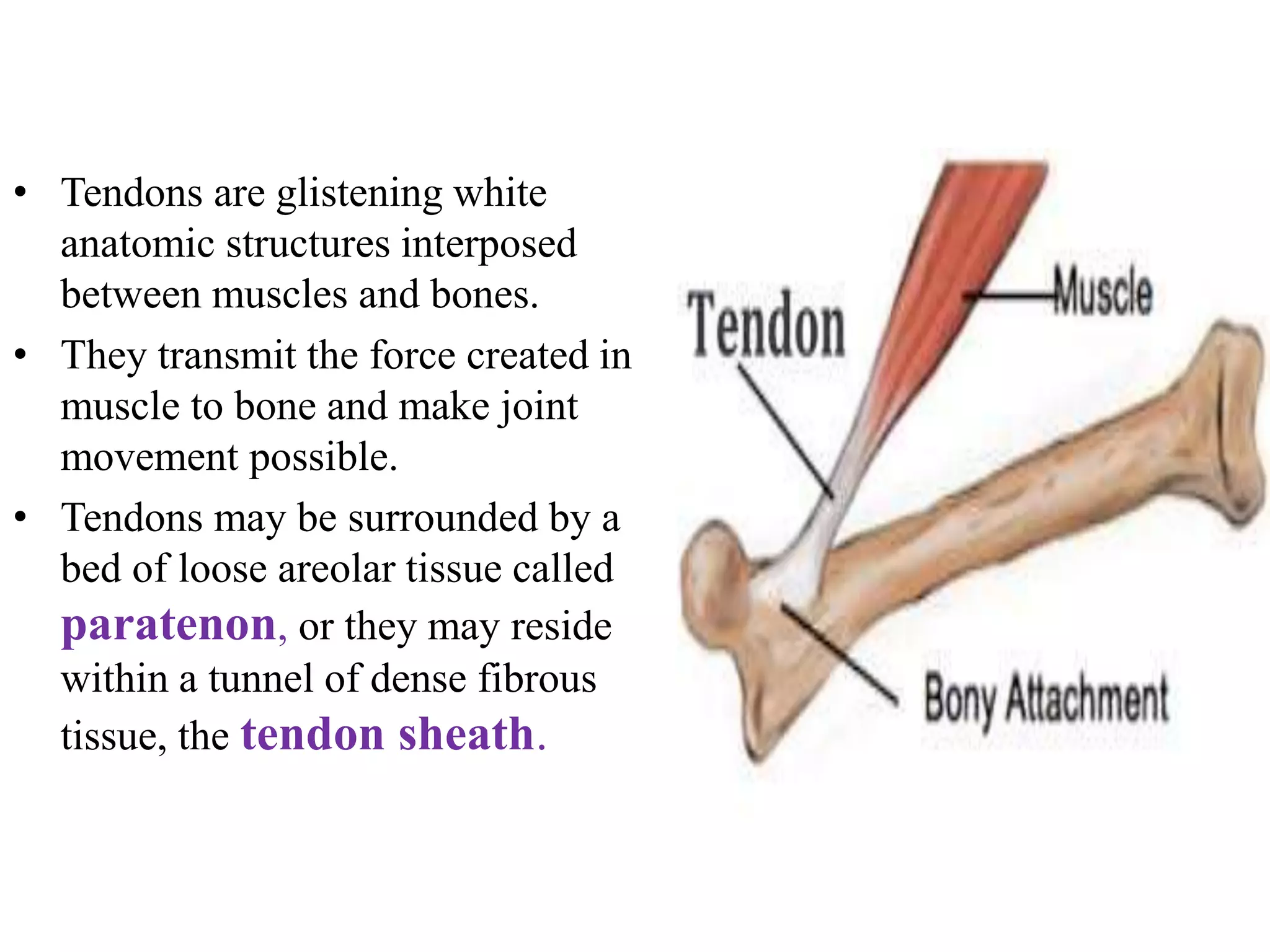 Tendon healing and tendon grafting | PPTX