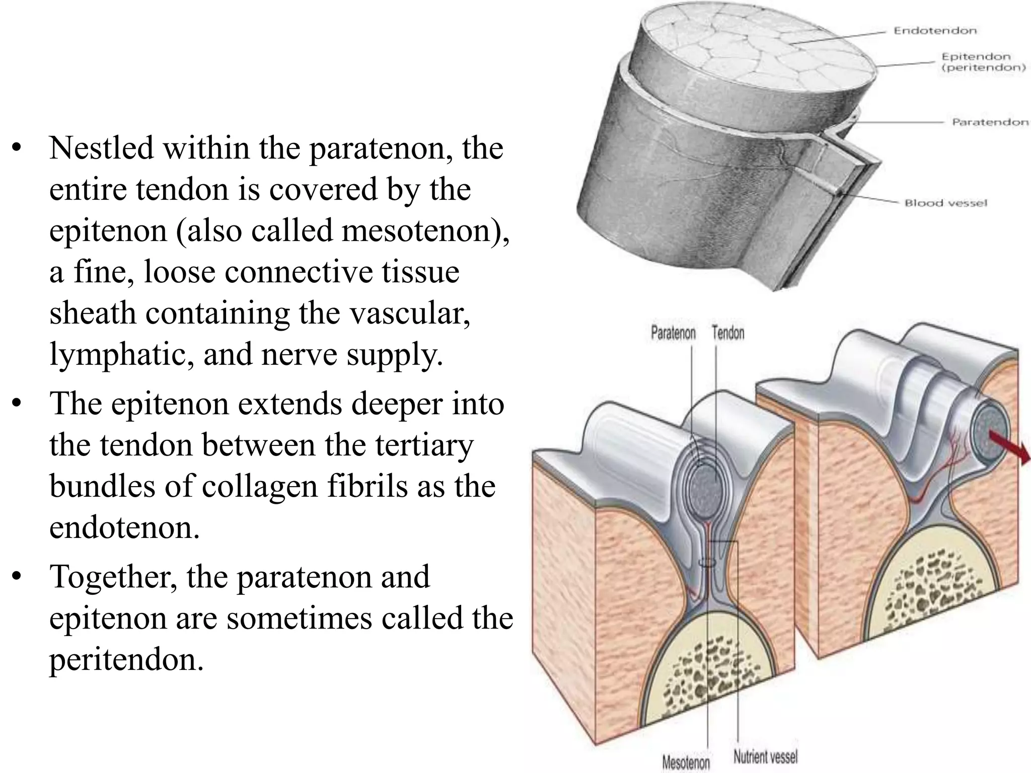 Tendon healing and tendon grafting | PPTX