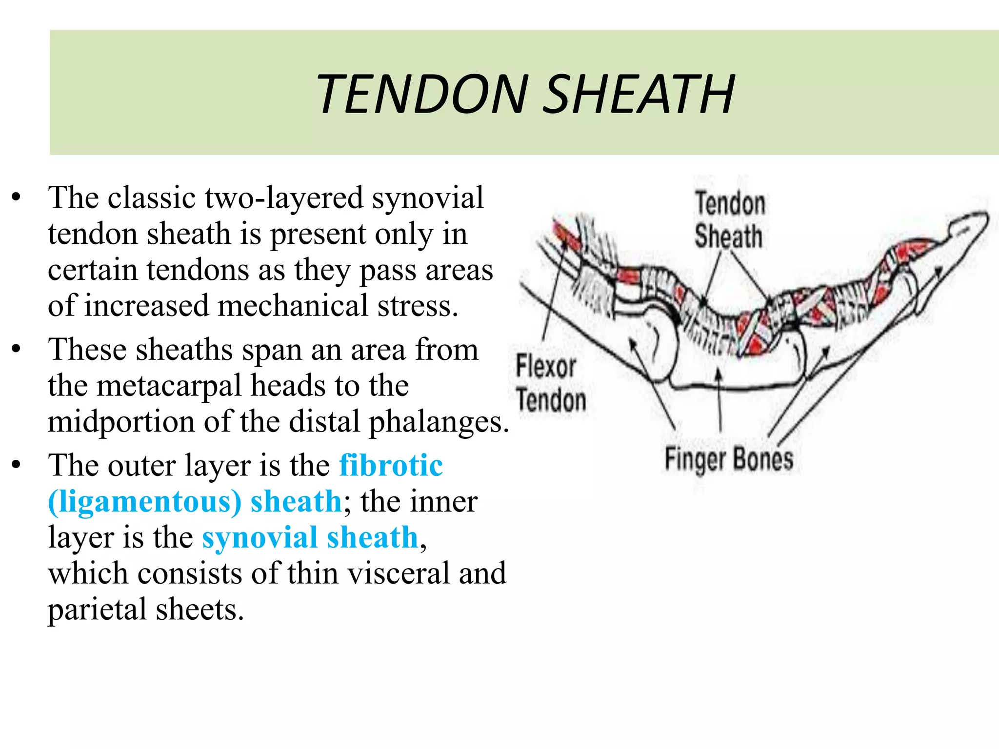 Tendon healing and tendon grafting | PPTX