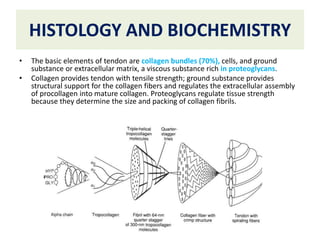 Tendon healing and tendon grafting | PPTX